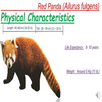 Red Panda2.pptx
