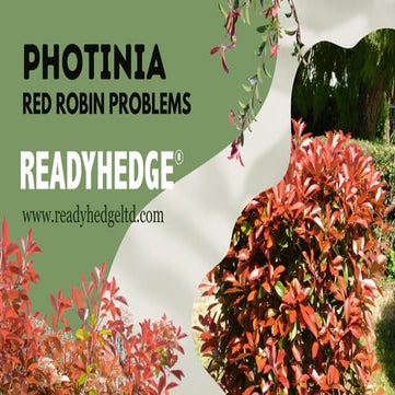 red robin plant | PDF