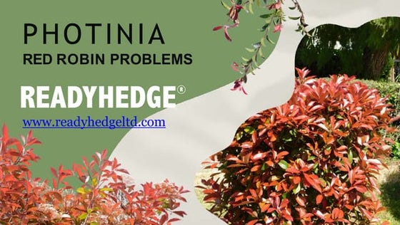 Caring for Your Photinia Red Robin.pdf
