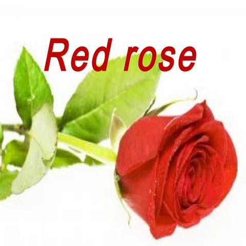 Red Rose | PPT