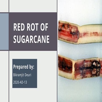 RED ROT DISEASE OF SUGARCANE.pptx