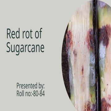 Red rot of Sugarcane and it's management | PPTX