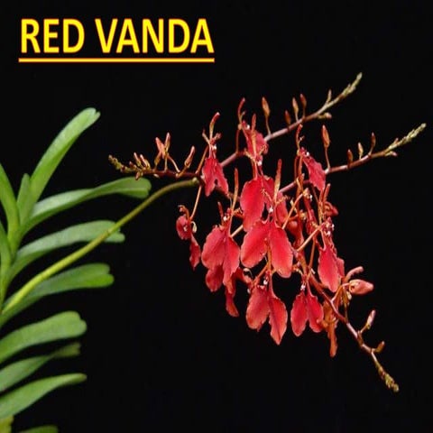 Red vanda | PPTX