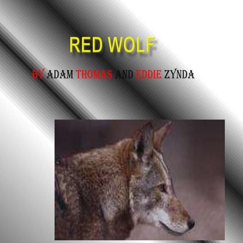 Red wolf | PPTX