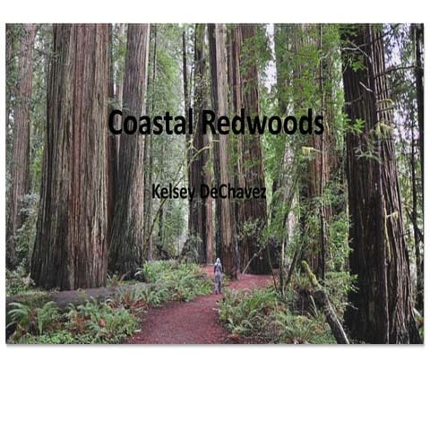 Coastal Redwoods | PPTX