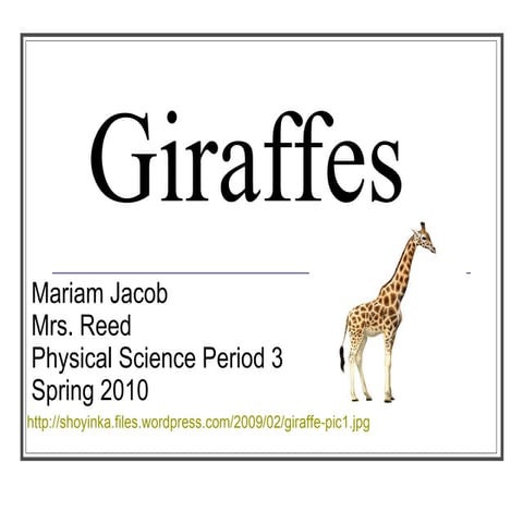 All about giraffes | PPTX