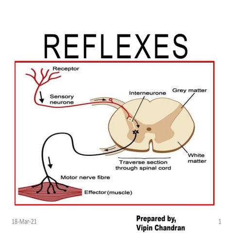 Reflex Arc Labeled