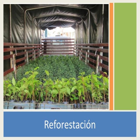Reforestation | PPTX
