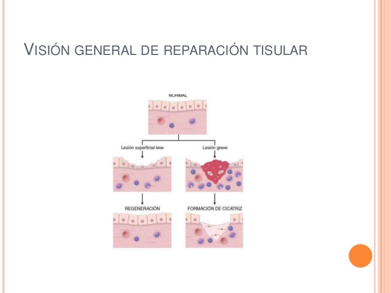 Regeneración celular y tisular