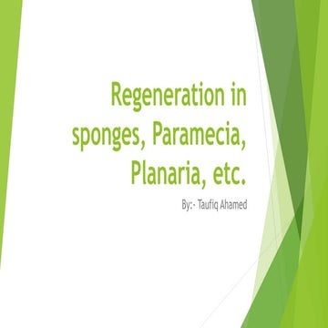 Regeneration in sponges, paramecia, planaria, etc. | PPTX