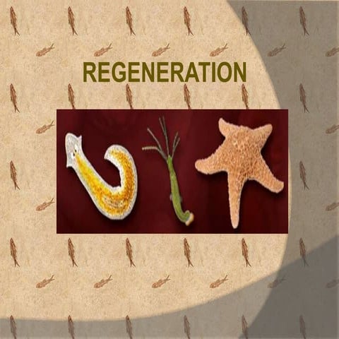 Animal Regeneration