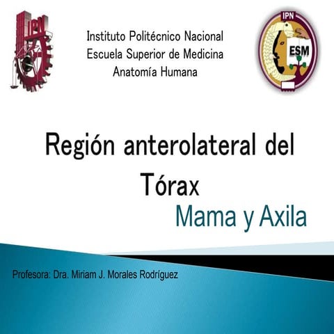 Región anterolateral del tórax | PPTX