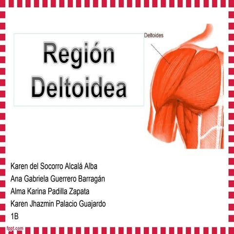 Region deltoidea | PPT