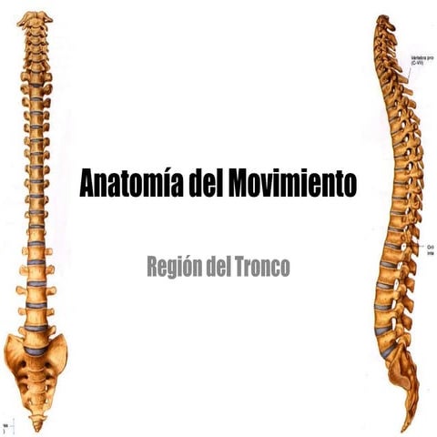 Region del tronco osteomio | PPTX
