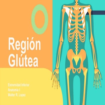 Region glutea, anatomia regional. | PPTX