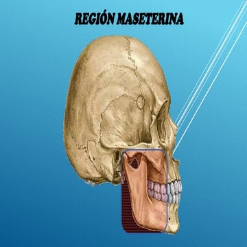 Anatomía de la Región Maseterina | PPTX