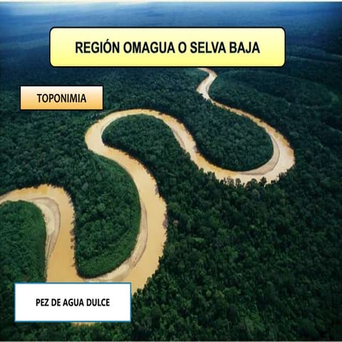 Region omagua | PPTX