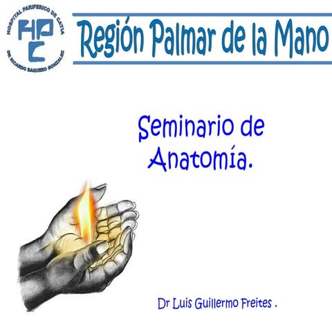Anatomia Region Palmar | PPT