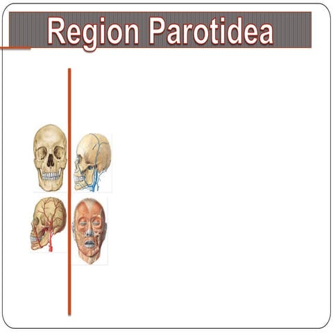 Sistema Linfático del Cabeza y Cuello | PPTX