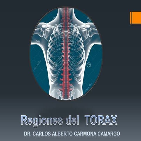 ANATOMIA DE CORTE - Region Torax | PDF