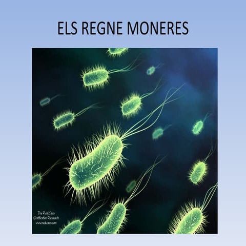 Regne moneres | PPT