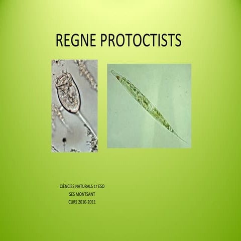 Regne protoctists | PPT