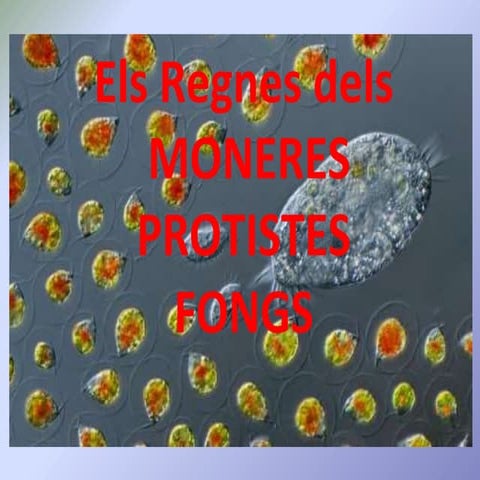 1r ESO - Biologia i Geologia - Tema 10 - Fongs, Protoctists i moneres ...