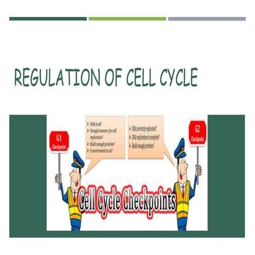 Regulation of cell cycle S.ppsx
