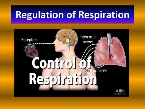 Regulation of respiration | PPTX | Lung and Respiratory Health ...