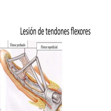 FLEXORES DE LA MANO ANATOMIA EN GENERAL. | PPTX