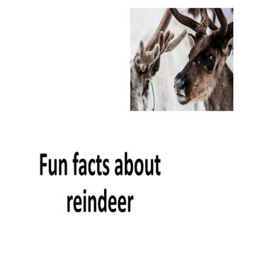 All about reindeer, where they live, fun facts | PPTX