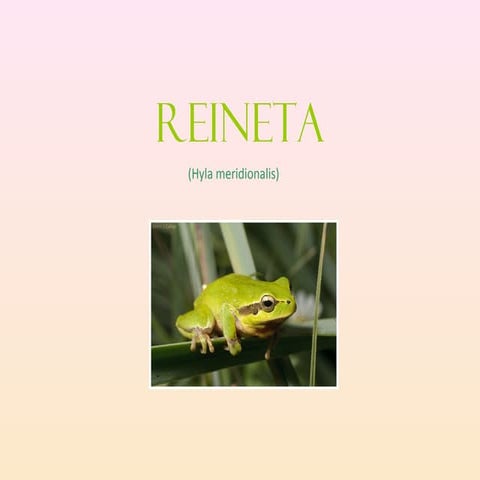 Reineta | PPT