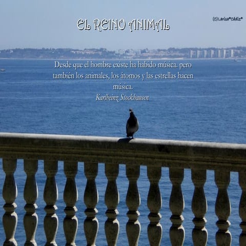 Reino Animal | PPS