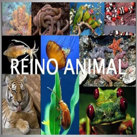 Reino animal | PPTX