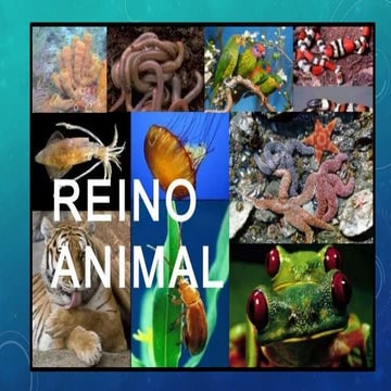 Reino animal 17 | PPTX