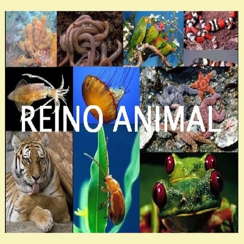 Reino animal | PPT
