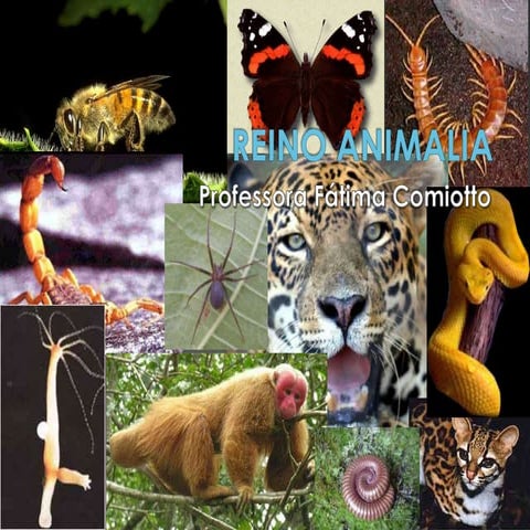 Reino animalia | PPTX