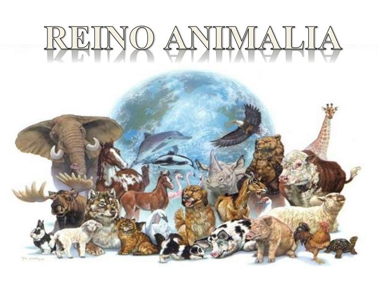 Reino Animalia