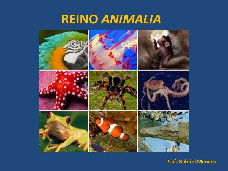El Reino Animalia Animales Escuelapedia Recursos