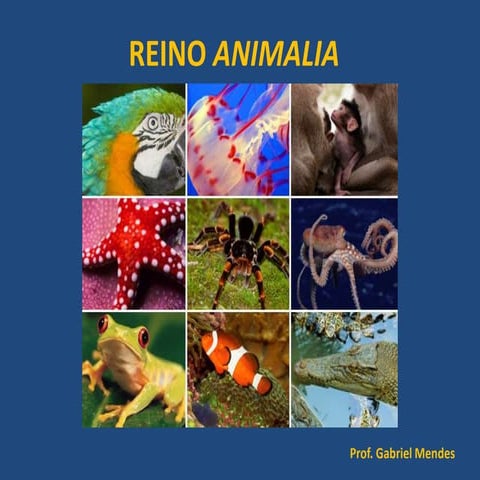 Reino animalia | PPTX | Biological Sciences | Science
