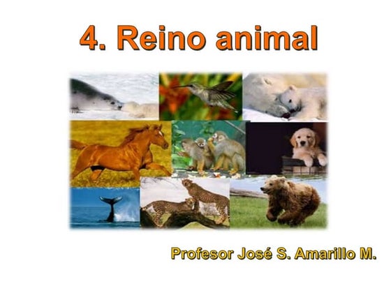 El Reino Animalia Animales Escuelapedia Recursos Myiopsitta Monachus