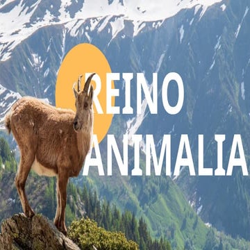 reino animal.pptx_4646464646464646464648 | PPTX