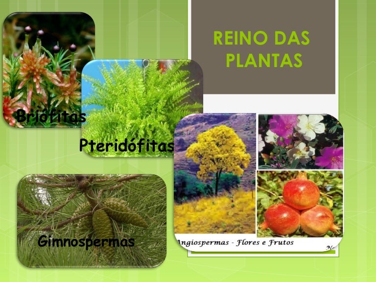 Reino das plantas