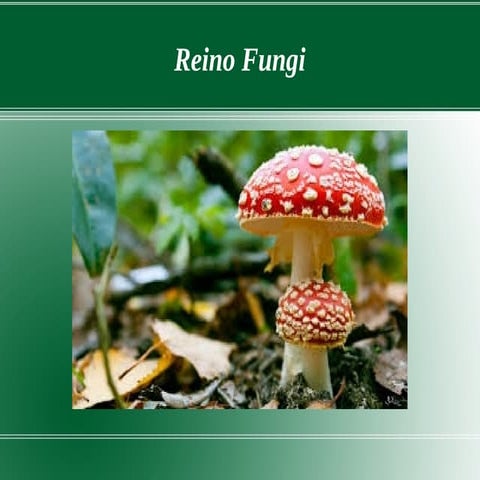 Reino fungi | PPT