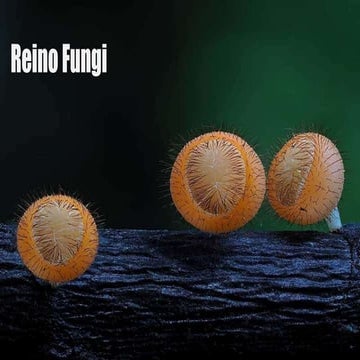 Reino fungi. | PPTX