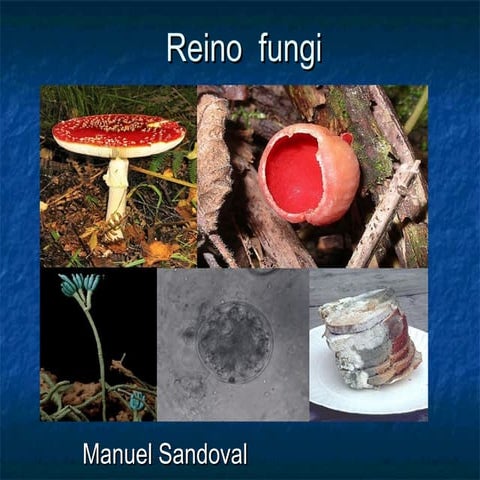 Reino fungi 02 | PPT