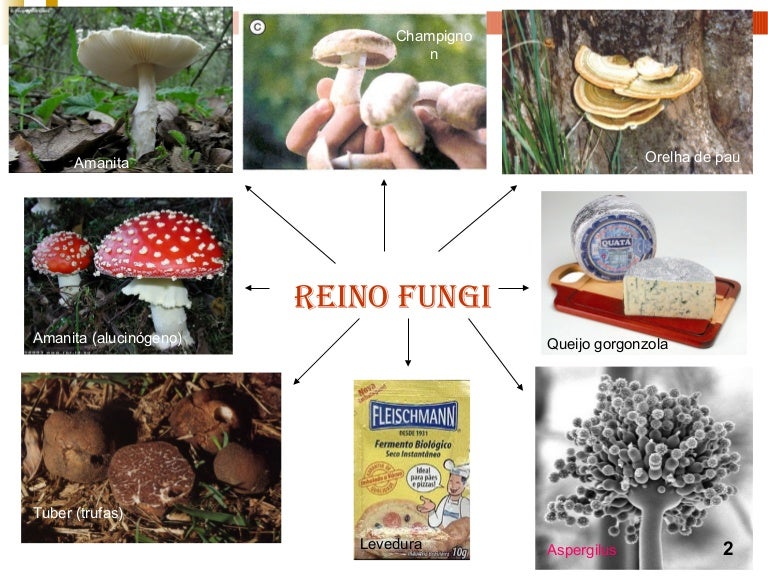Imagenes Reino Fungi