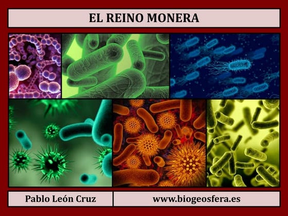 Monera Bacteria Kingdom Kingdom Monera | PDF | Archaea | Bacteria
