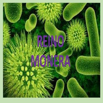 Qu Son Las Cianobacterias En El Reino Mnera Reino Monera Reino Monera: