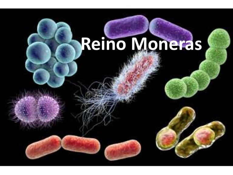Reino moneras
